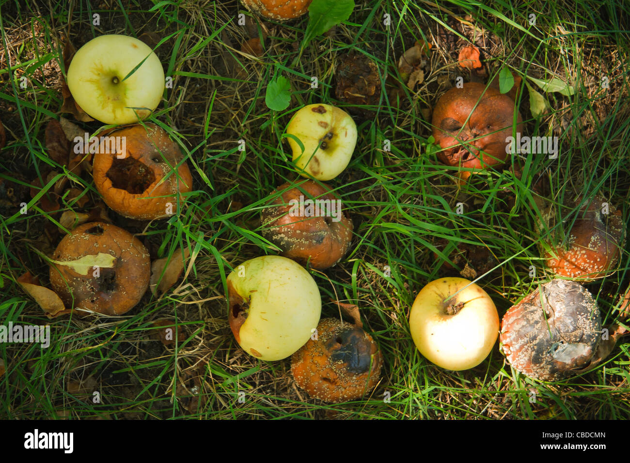 Fall fallen ripe hi-res stock photography and images - Alamy