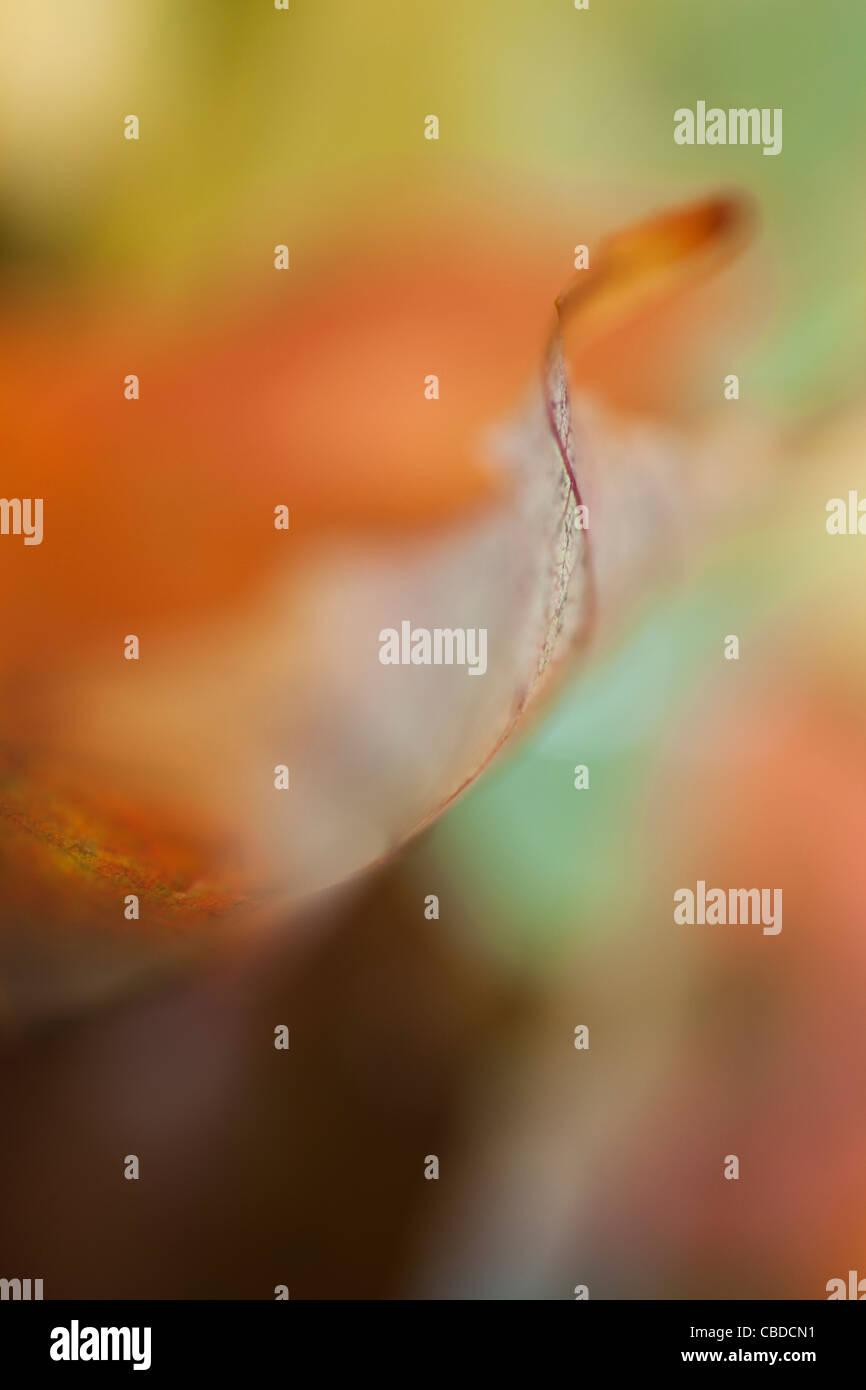 autumn leaf background Stock Photo - Alamy