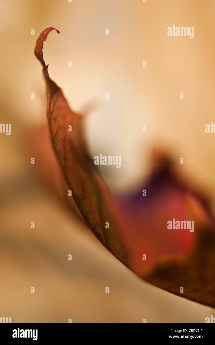 autumn leaf background Stock Photo - Alamy