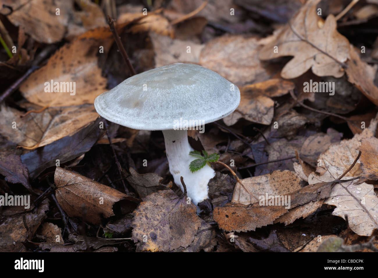 Aniseed Toadstool Clitocybe odora fruiting body growing in leaf litter ...