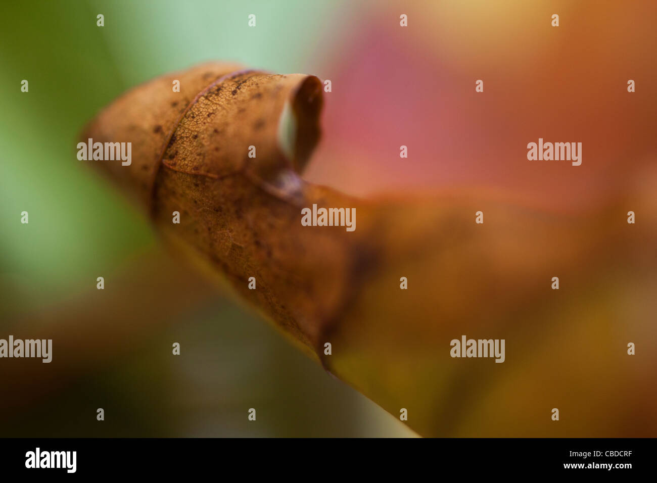 autumn leaf background Stock Photo - Alamy