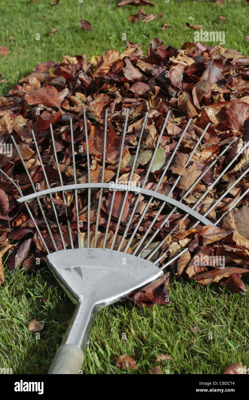 Autumn leaves and rake Stock Photo - Alamy