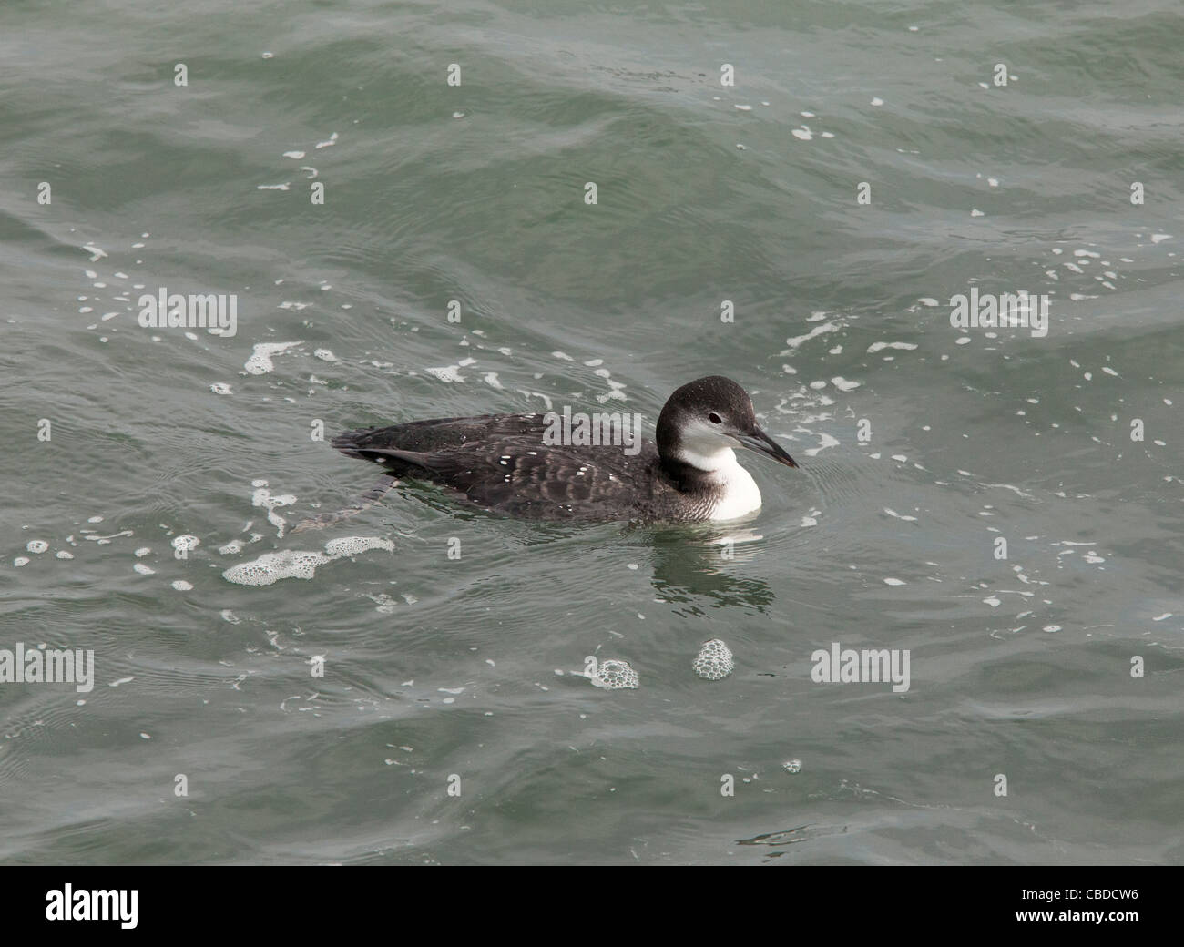 Gavia immer open sea winter hi-res stock photography and images - Alamy