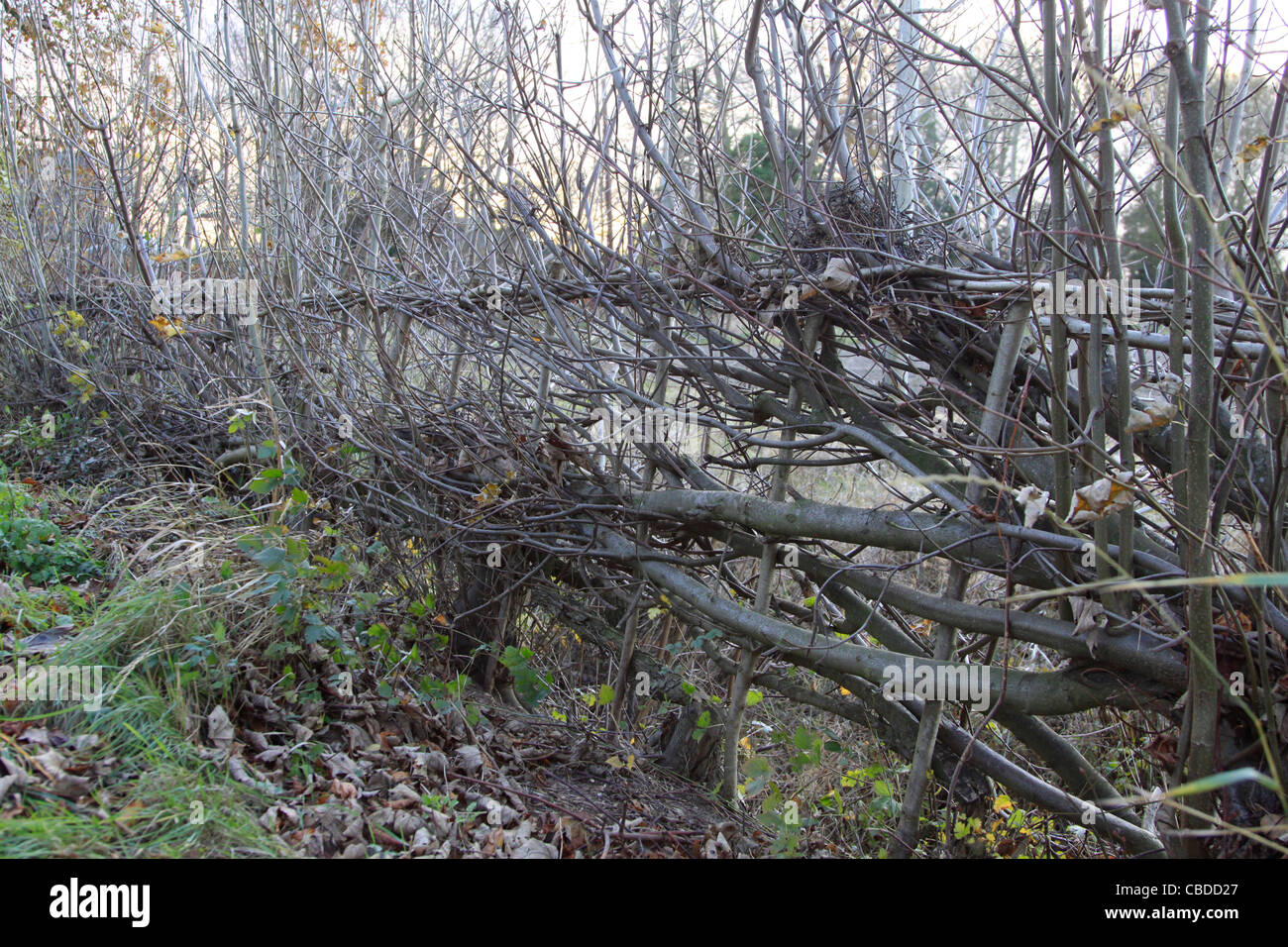 Hedge layer hi-res stock photography and images - Alamy