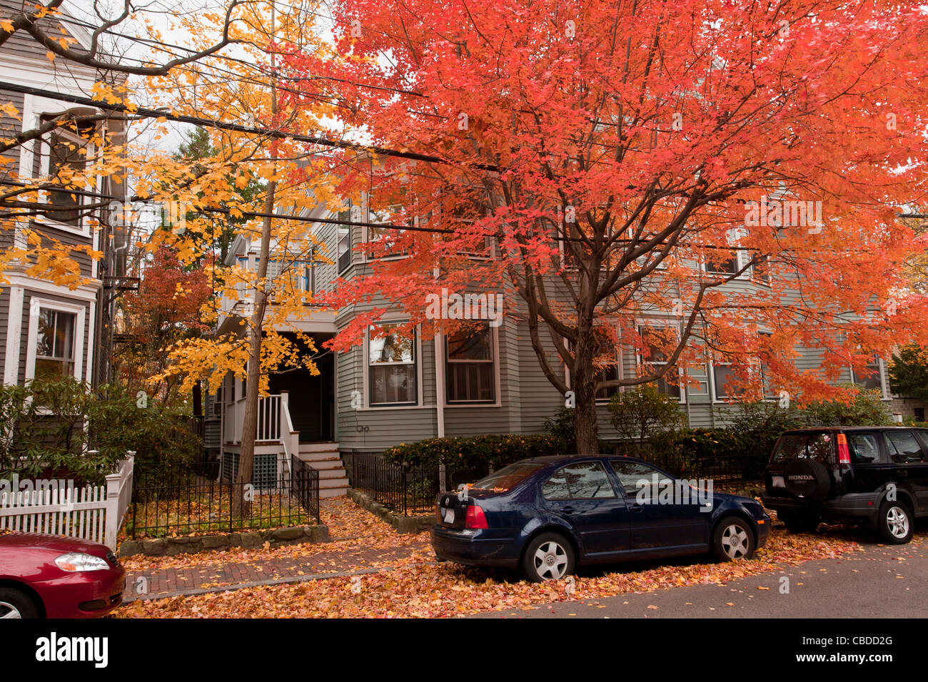 Street view in Autumn (fall) in Cambridge, Mass; USA Stock Photo - Alamy