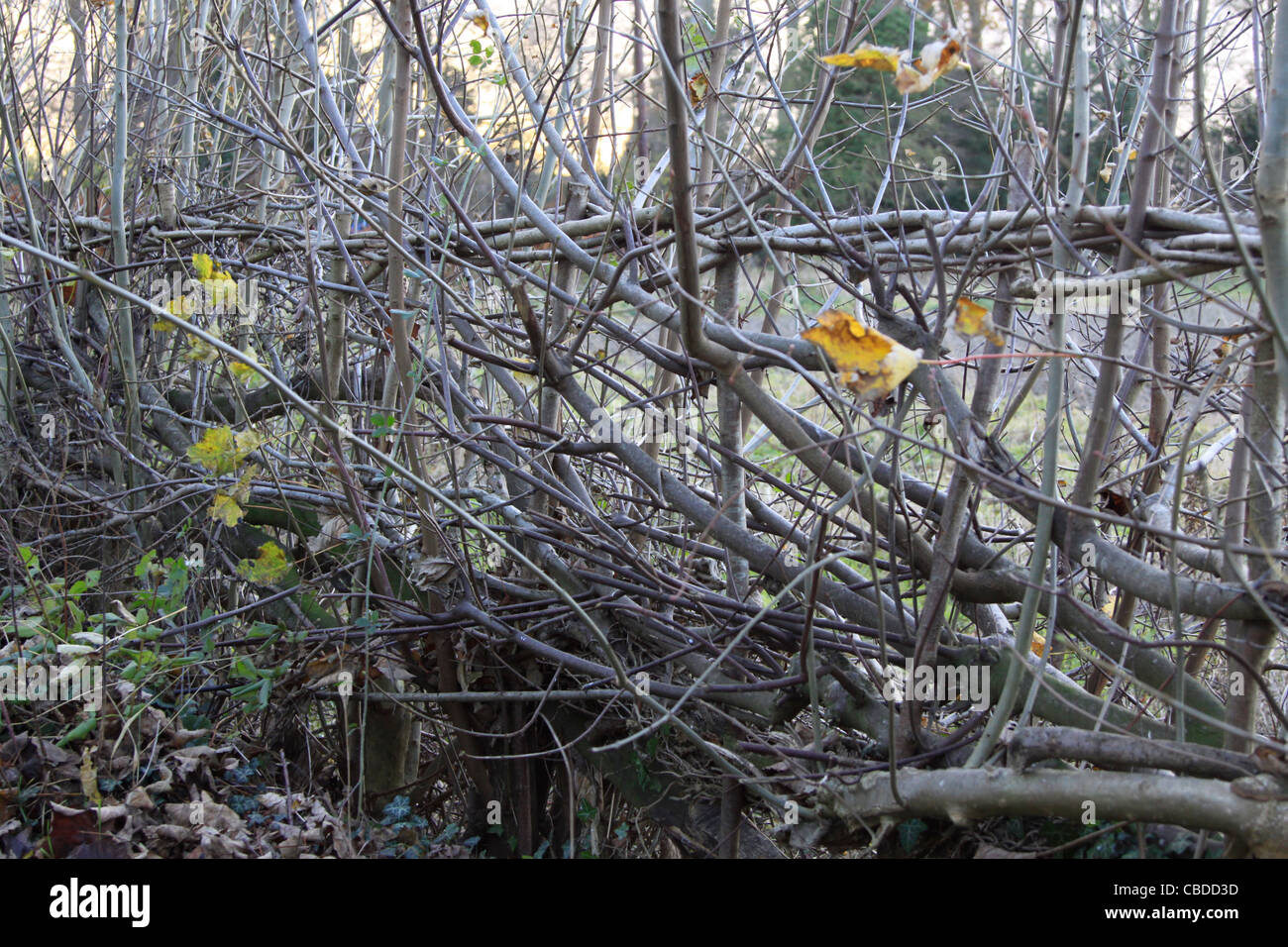 Layered hedge hi-res stock photography and images - Alamy