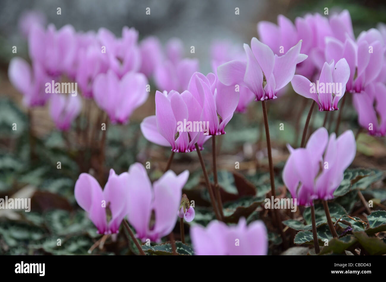 A group of wild cyclamen in the forest Stock Photo - Alamy