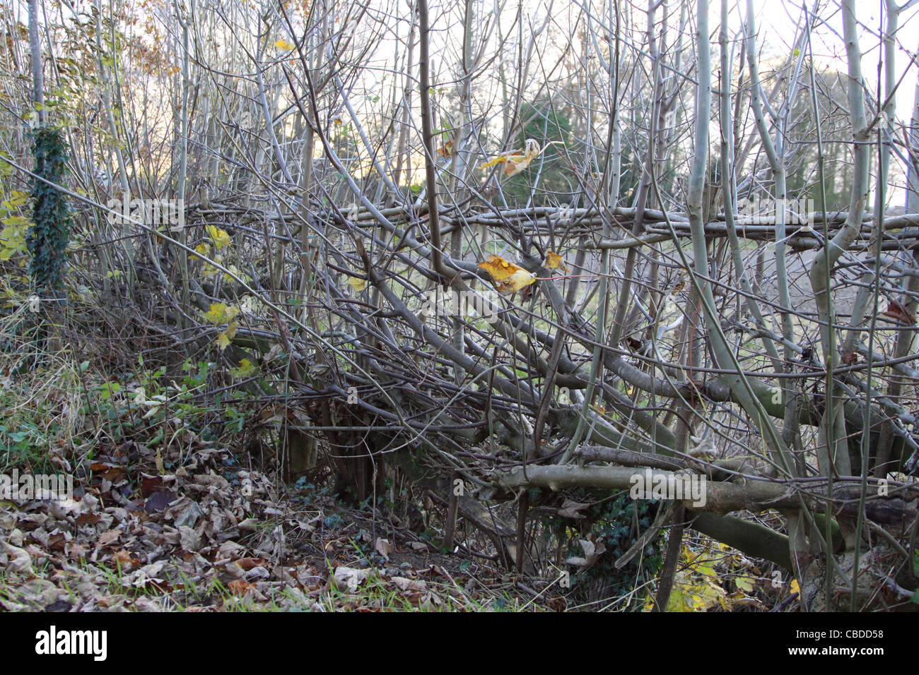 Layered hedge hi-res stock photography and images - Alamy
