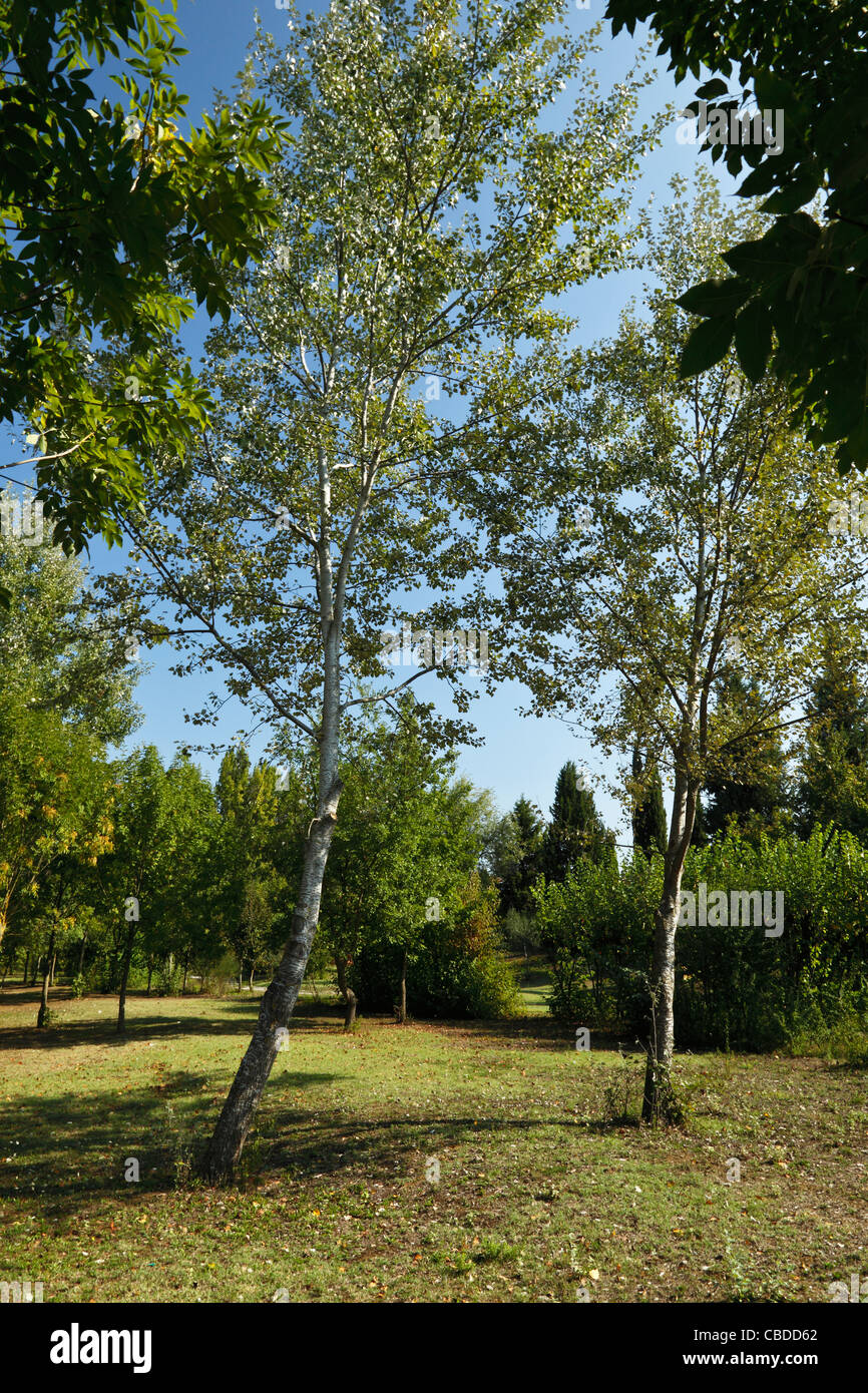 Plane trees in the park hi-res stock photography and images - Alamy