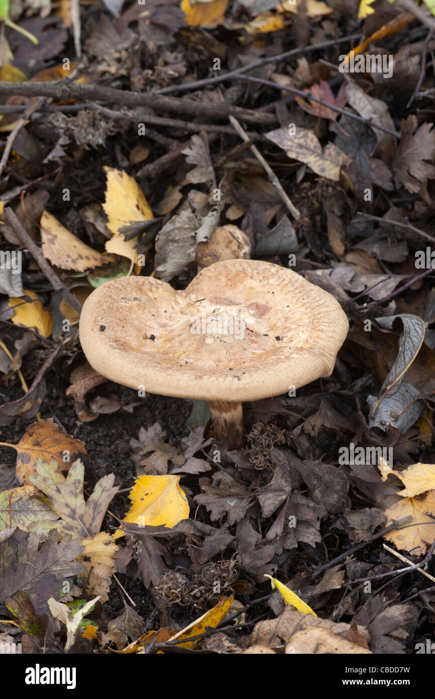 Brown Roll-rim Paxillus involutus fruiting body growing in autumn leaf ...