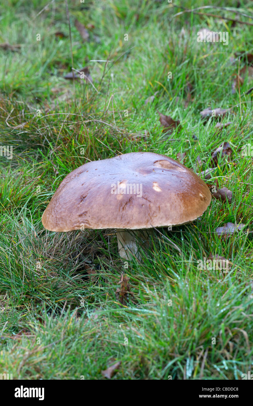 Cep (Penny Bun) Fungi Boletus edulis growing on grassland Stock Photo ...