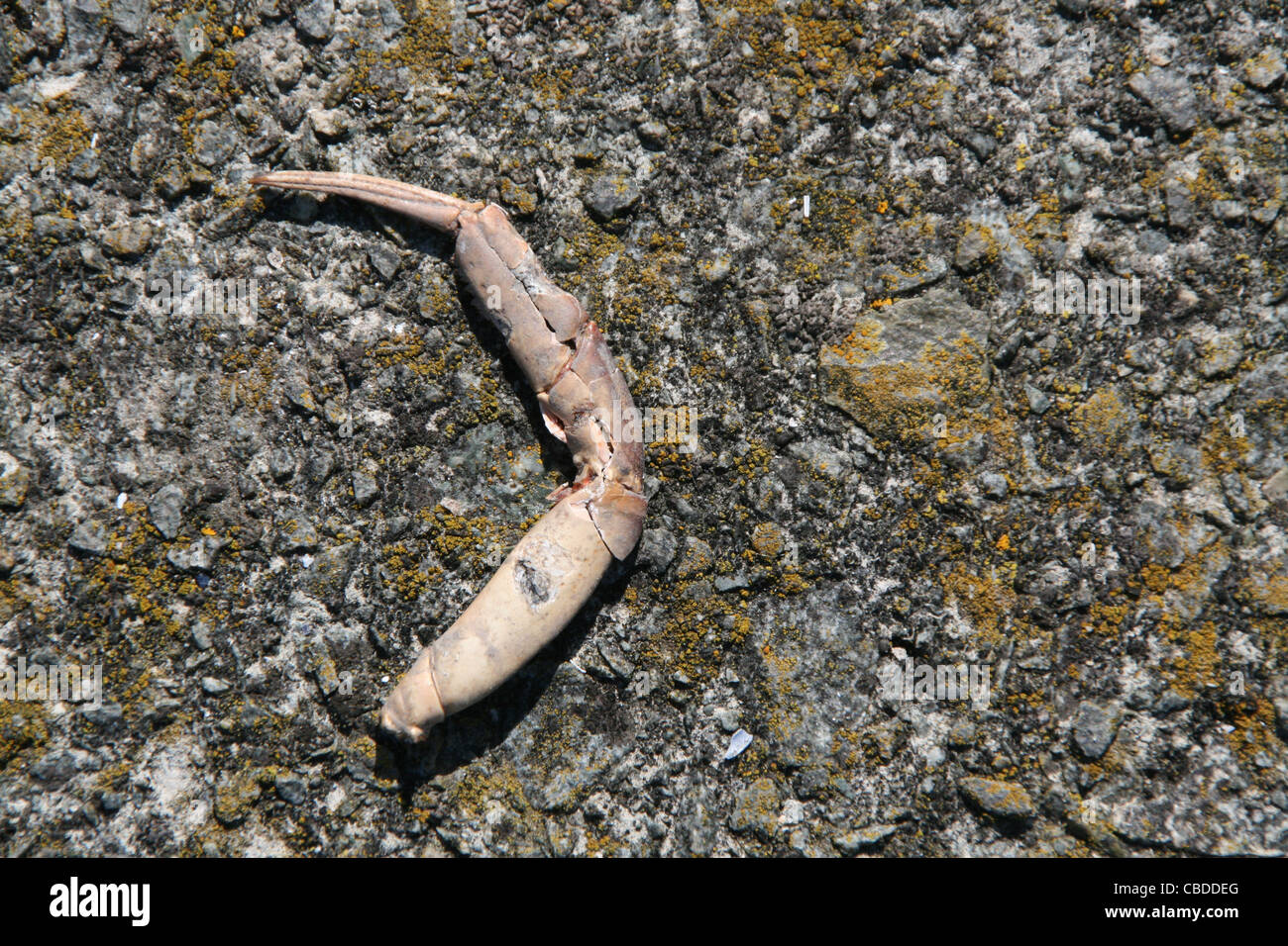 one crab claw on floor ground Stock Photo - Alamy
