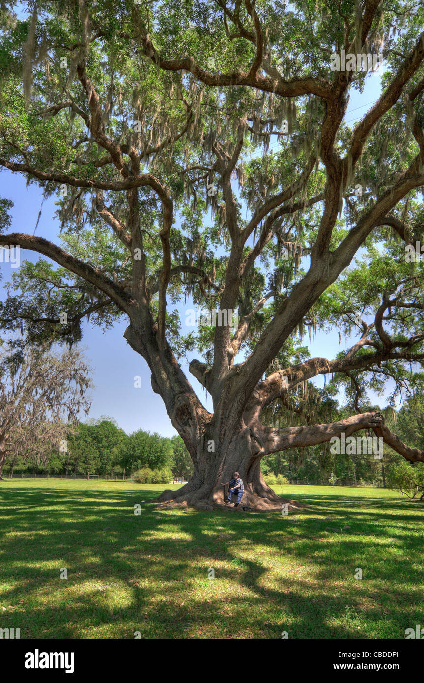 The Cellon Oak Florida State Champion Live Oak Tree near Gainesville ...