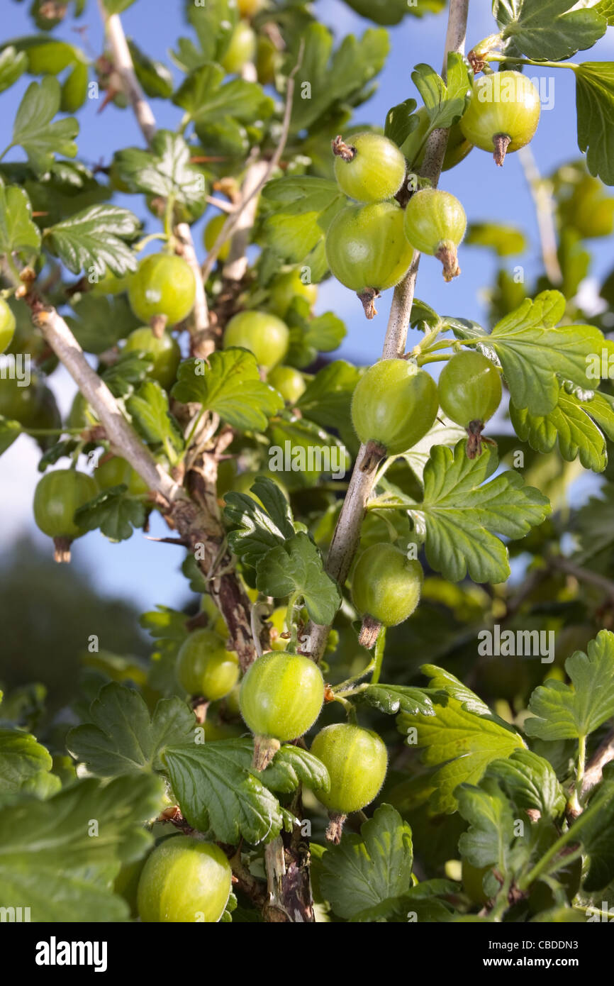 Fruit gooseberries hi-res stock photography and images - Alamy
