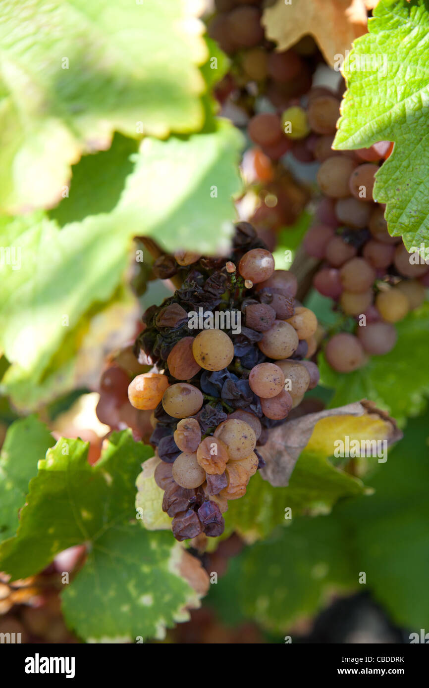 Grapes on the vine in Alsace, France Stock Photo - Alamy