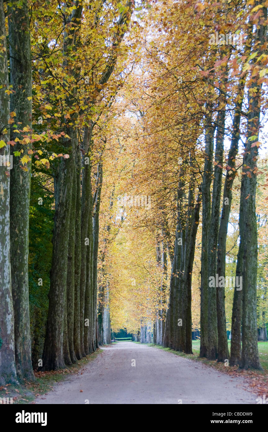 trees path pathway Stock Photo - Alamy
