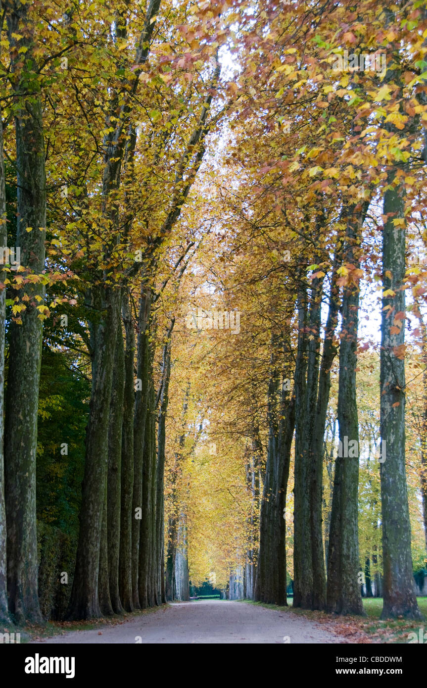 Trees and path hi-res stock photography and images - Alamy
