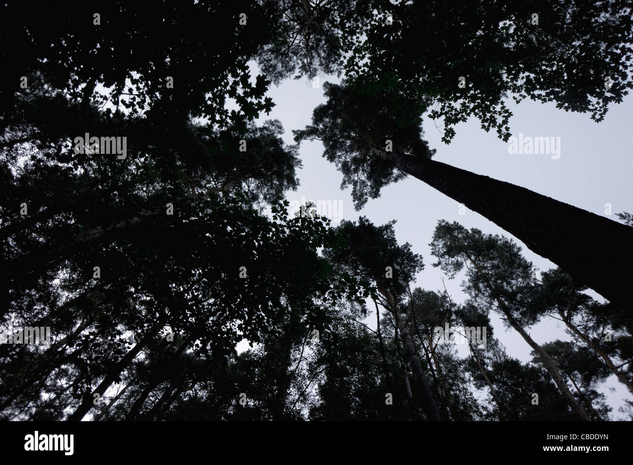 les, stromy, smrky vegetace -- forest, trees, vegetation, condition ...