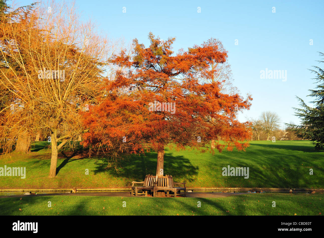 Royal victoria park bath hi-res stock photography and images - Alamy