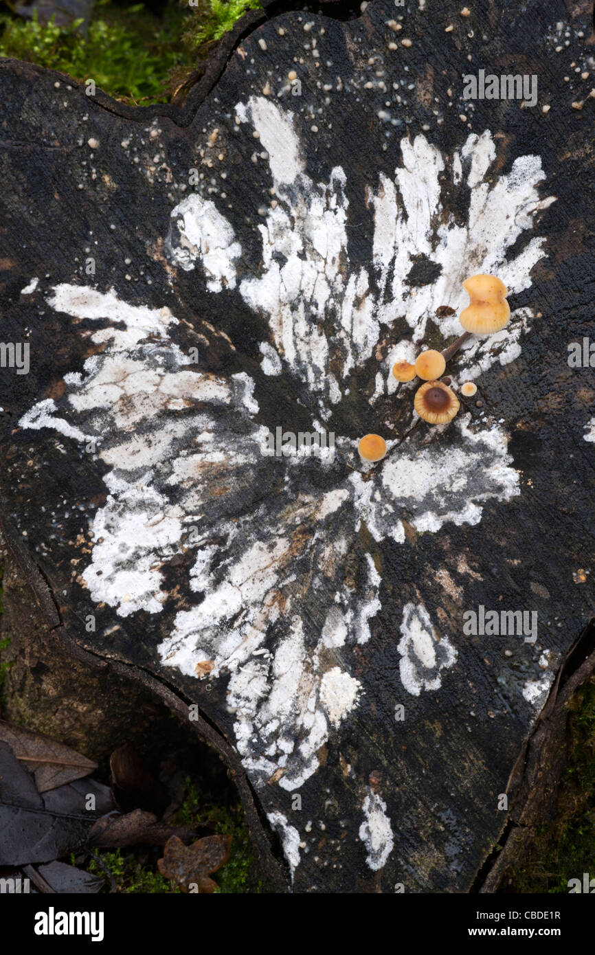 Fungal growths on a dead tree stump Stock Photo - Alamy