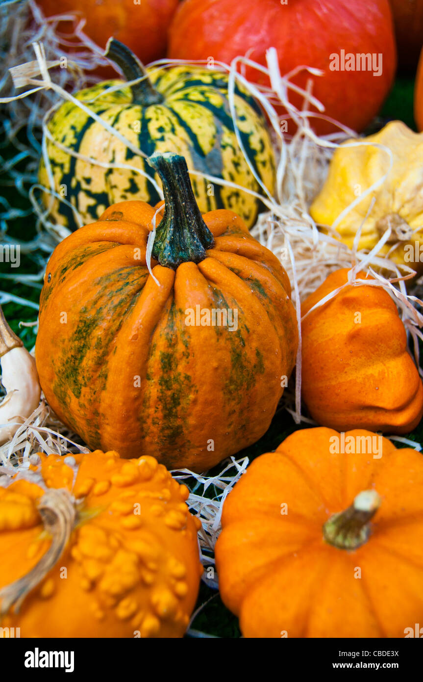 pumpkins squash selection Stock Photo - Alamy