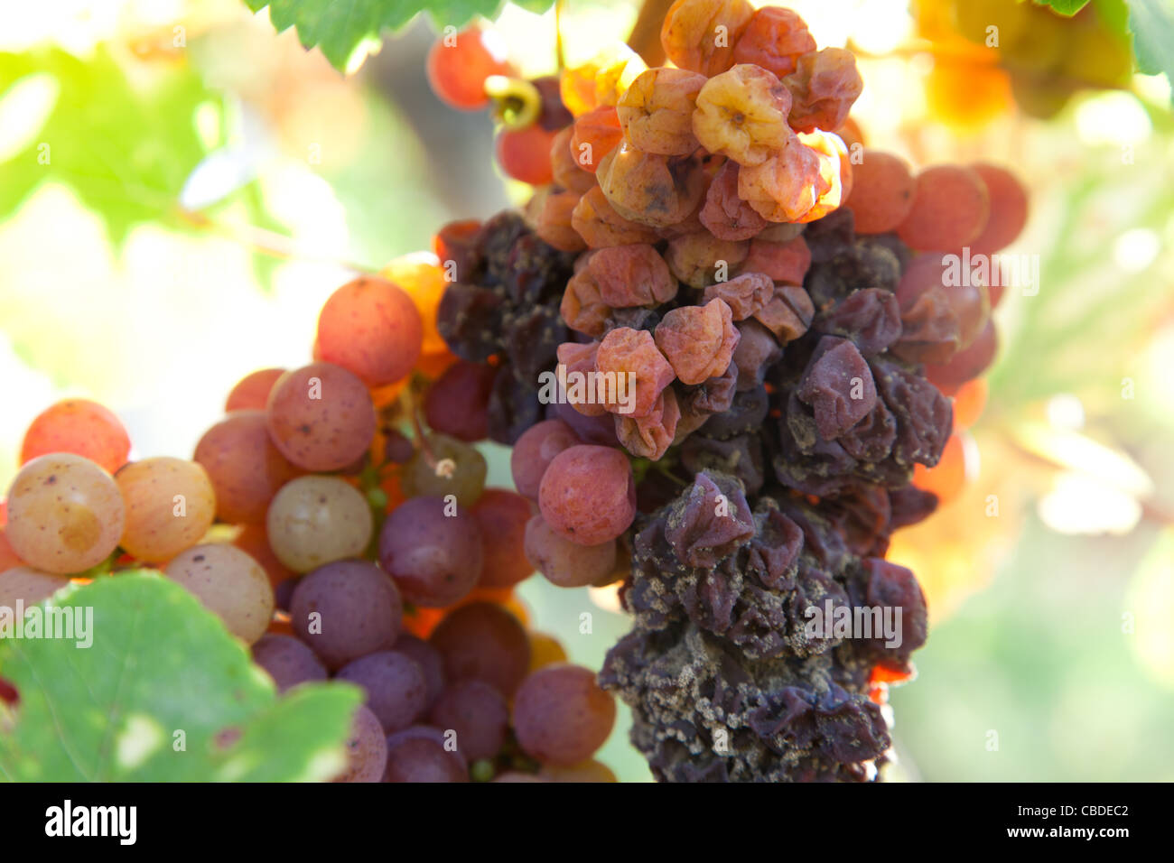 Prior to final hi-res stock photography and images - Alamy