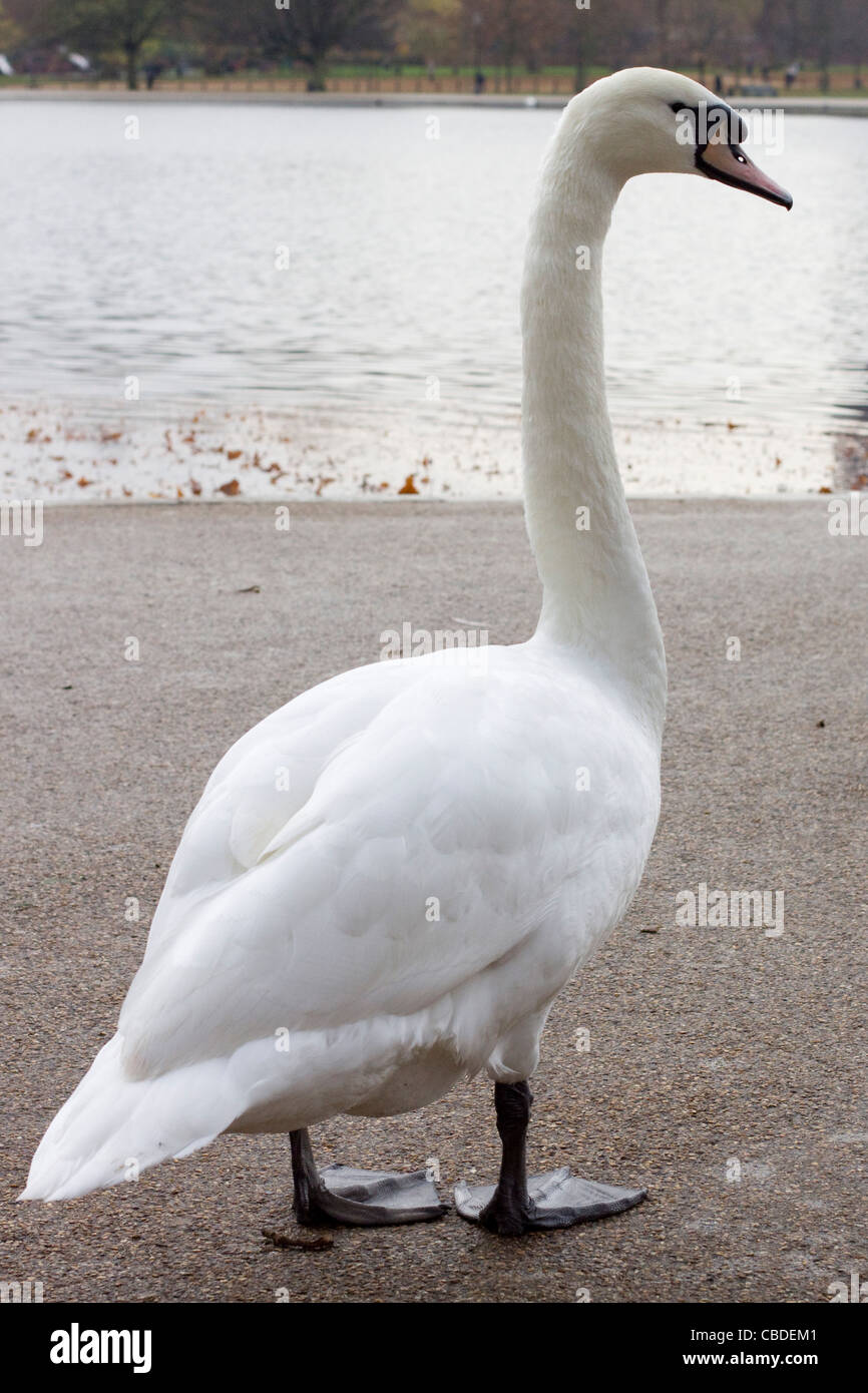 Animal bird swan birds feet hi-res stock photography and images - Alamy