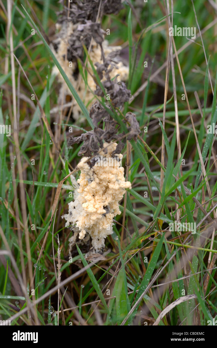 Slime mold on grass hi-res stock photography and images - Alamy