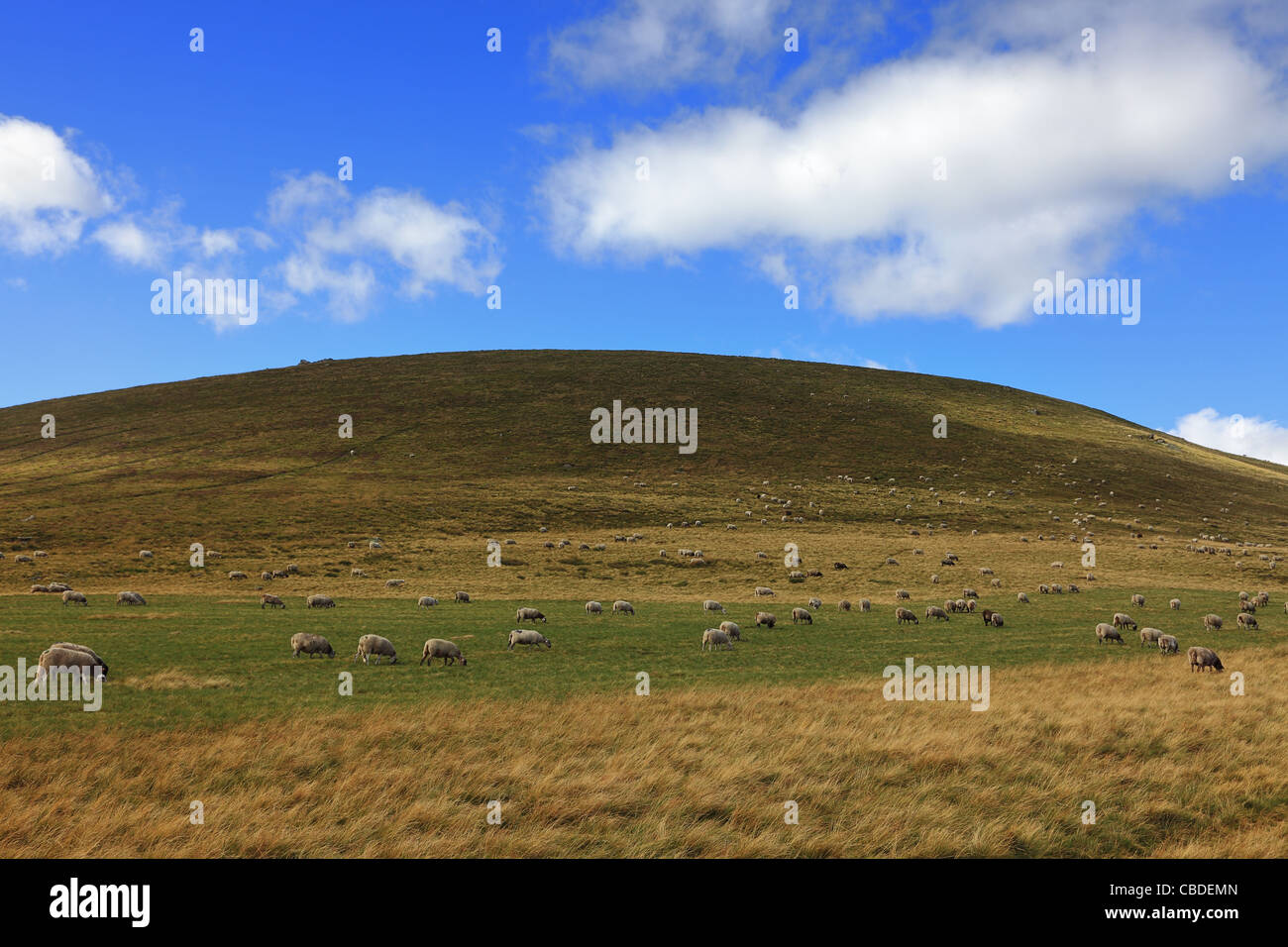Mountain pasture landscape hi-res stock photography and images - Alamy