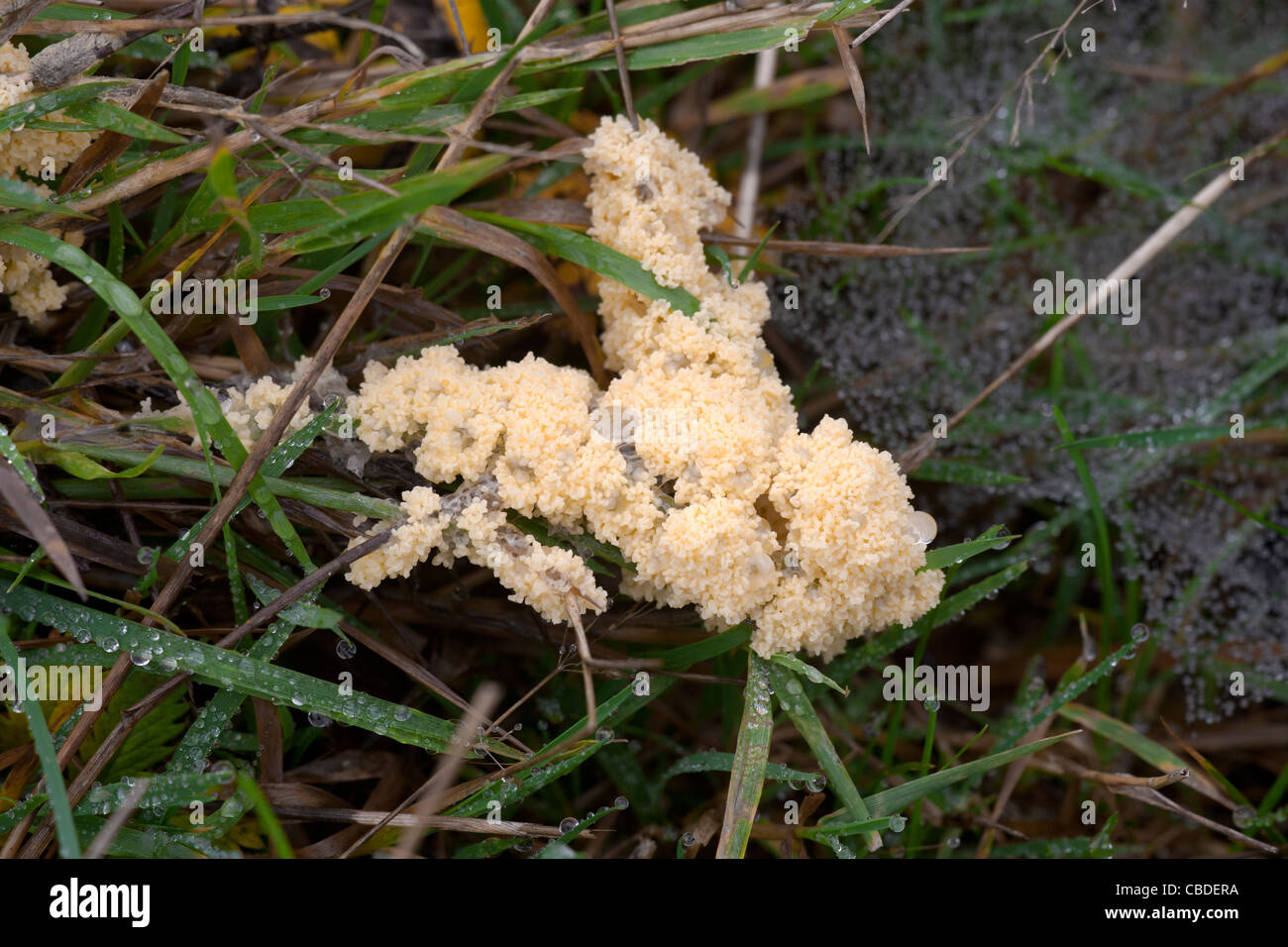 Crustacea hi-res stock photography and images - Alamy