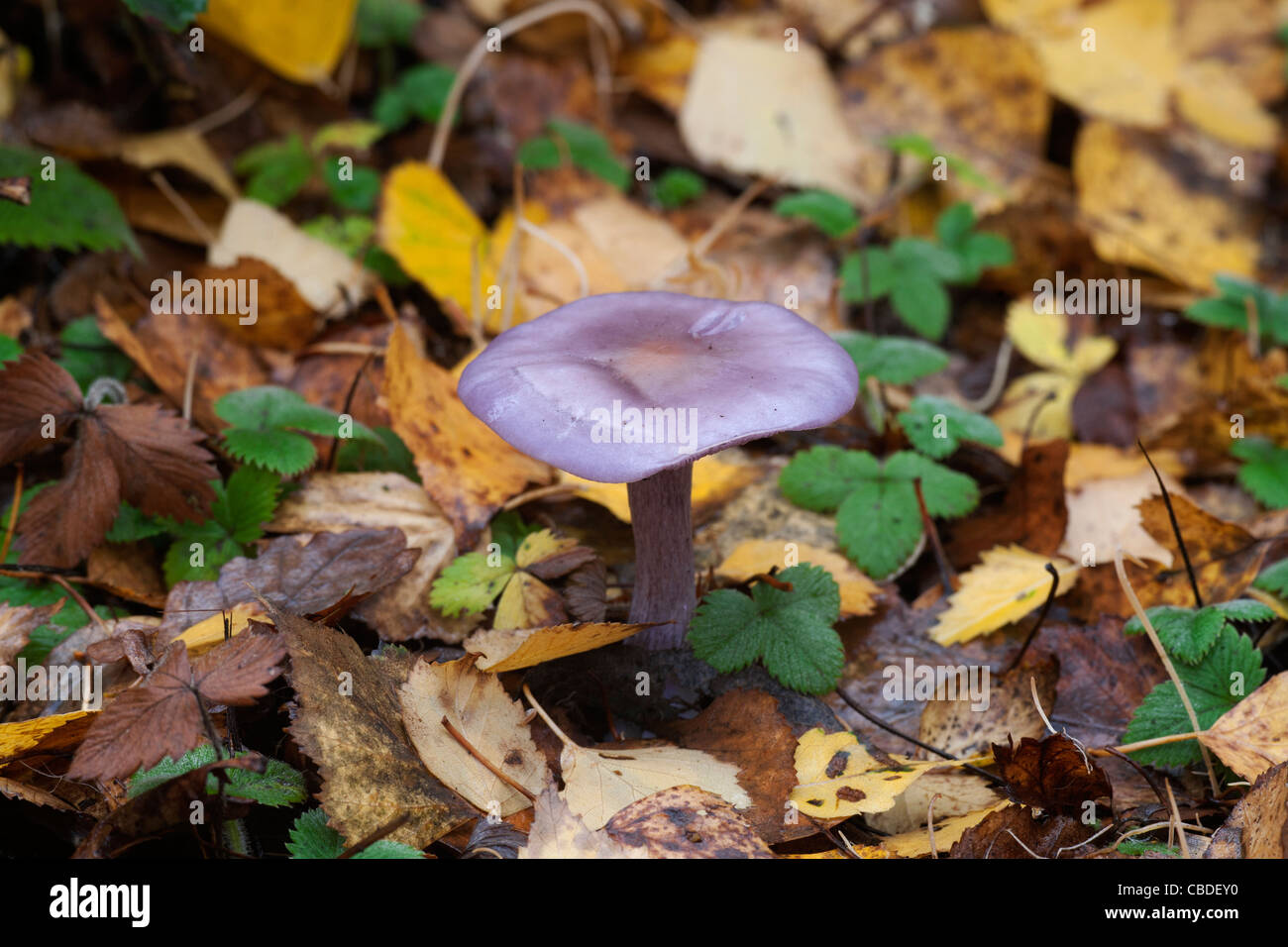Wood Blewit Lepista nuda fungi growing in autumn leaf litter Stock ...
