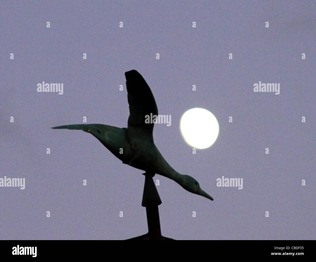 Fabulous Flying Duck and Moon in the Background Stock Photo - Alamy