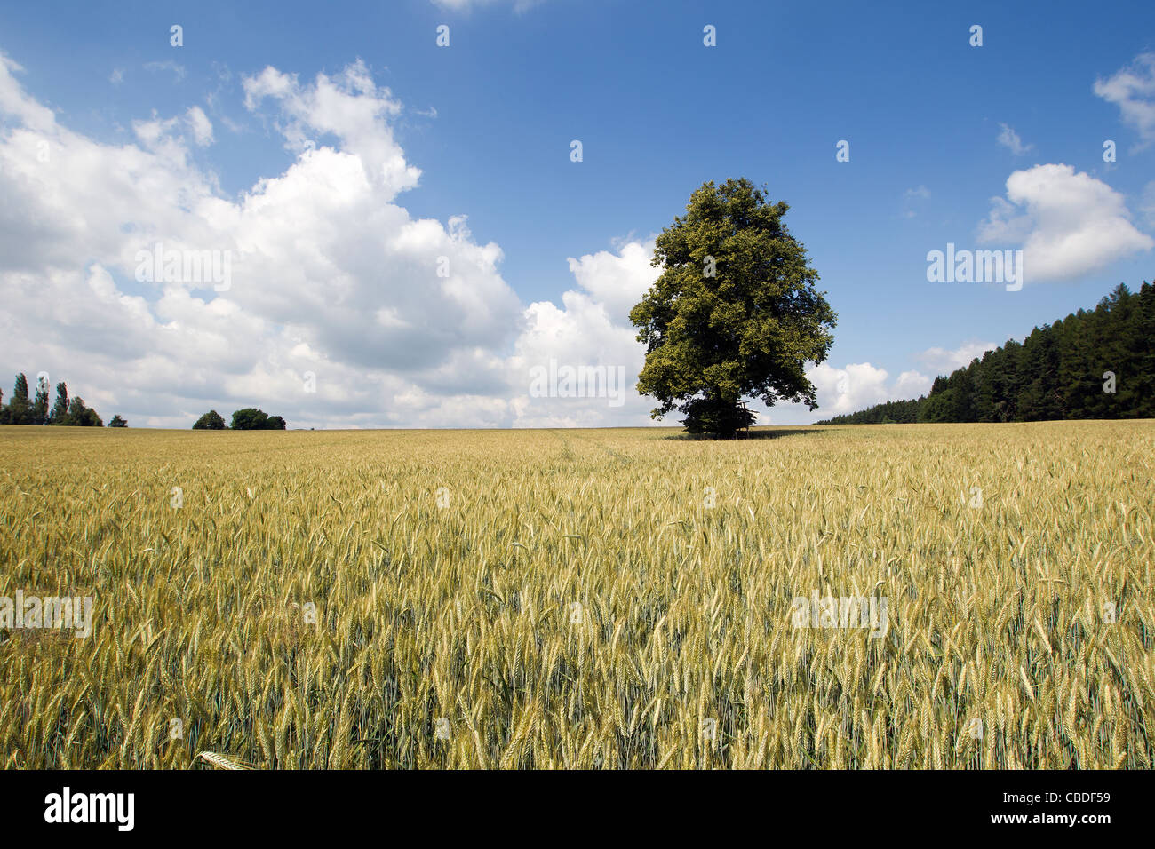 An old lime tree in the grain field (CTK Photobank/Martin Sterba Stock ...