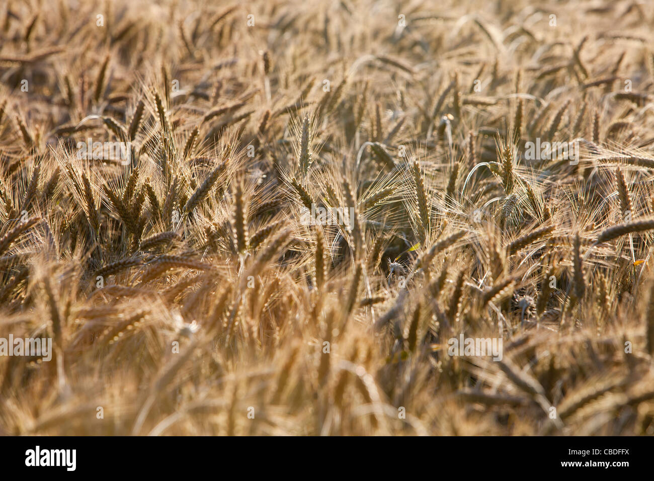 field, wheat, spike (CTK Photo/Martin Sterba Stock Photo - Alamy