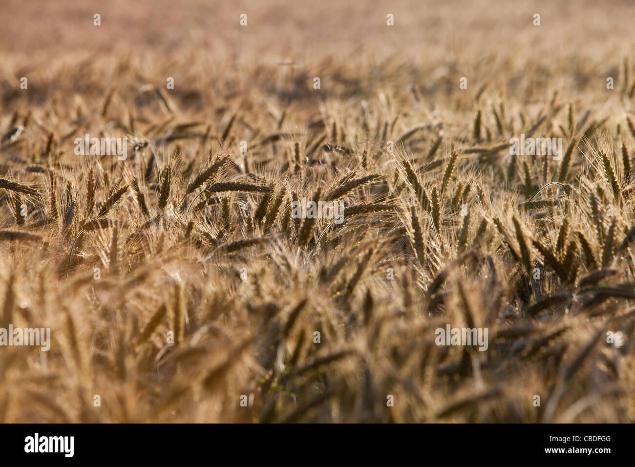 field, wheat, spike (CTK Photo/Martin Sterba Stock Photo - Alamy