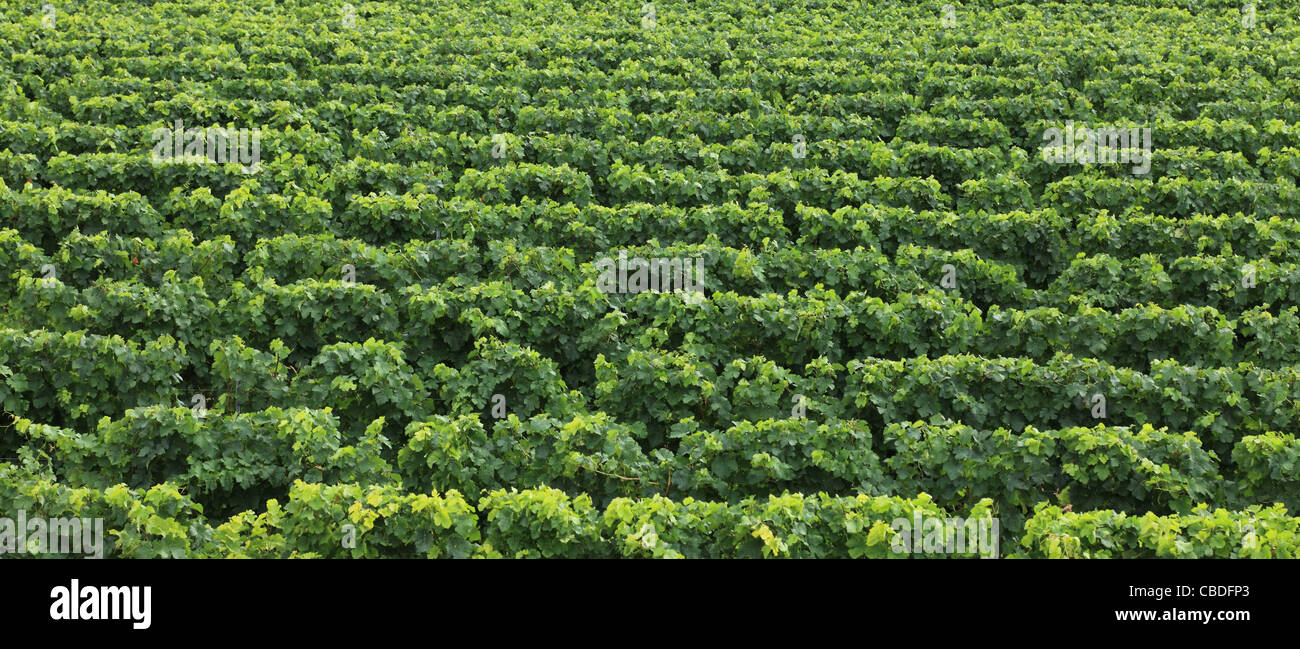 Upper image of a vineyard creating an interesting green natural texture ...