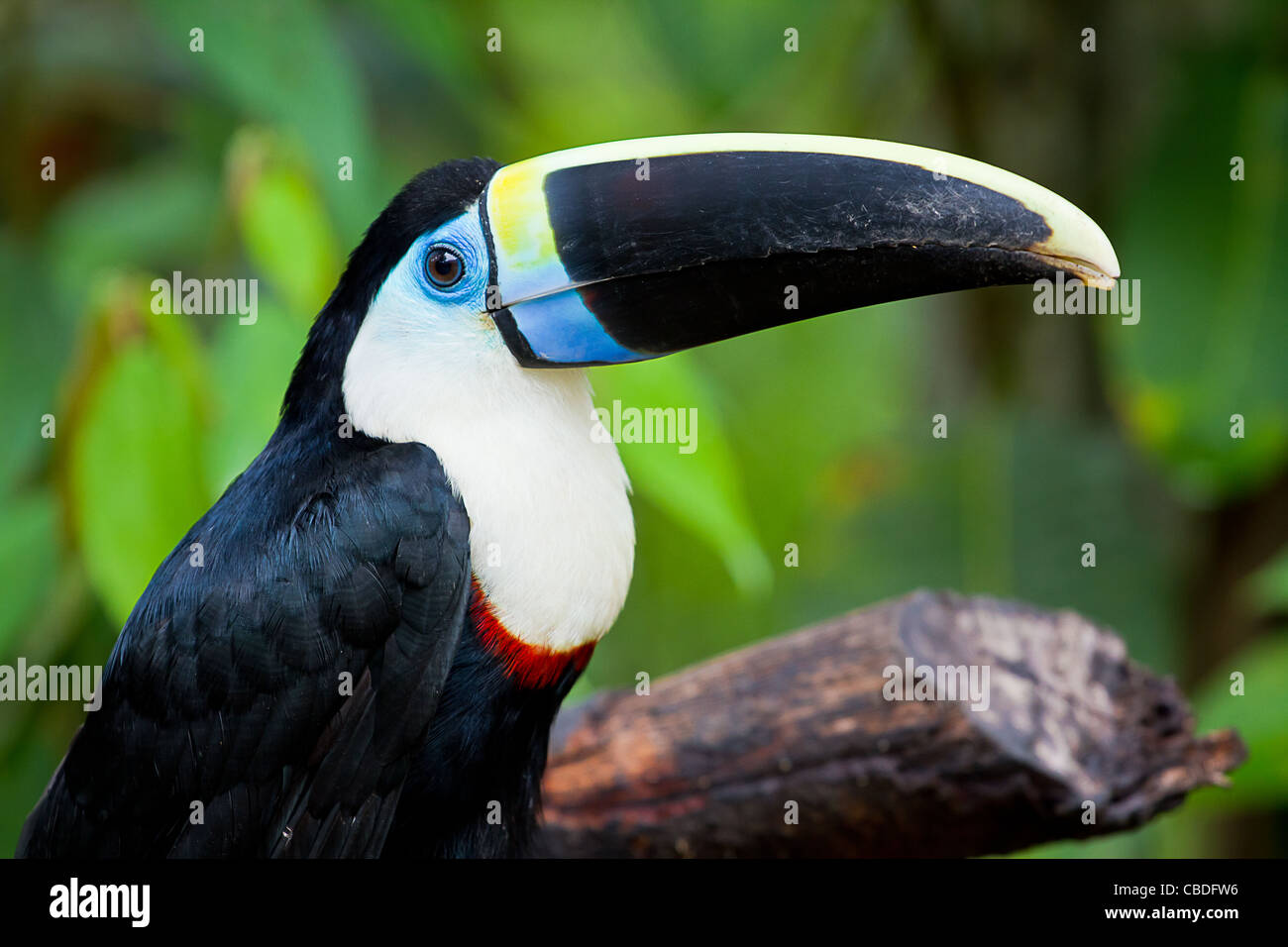 Wild toucan bird animal hi-res stock photography and images - Alamy