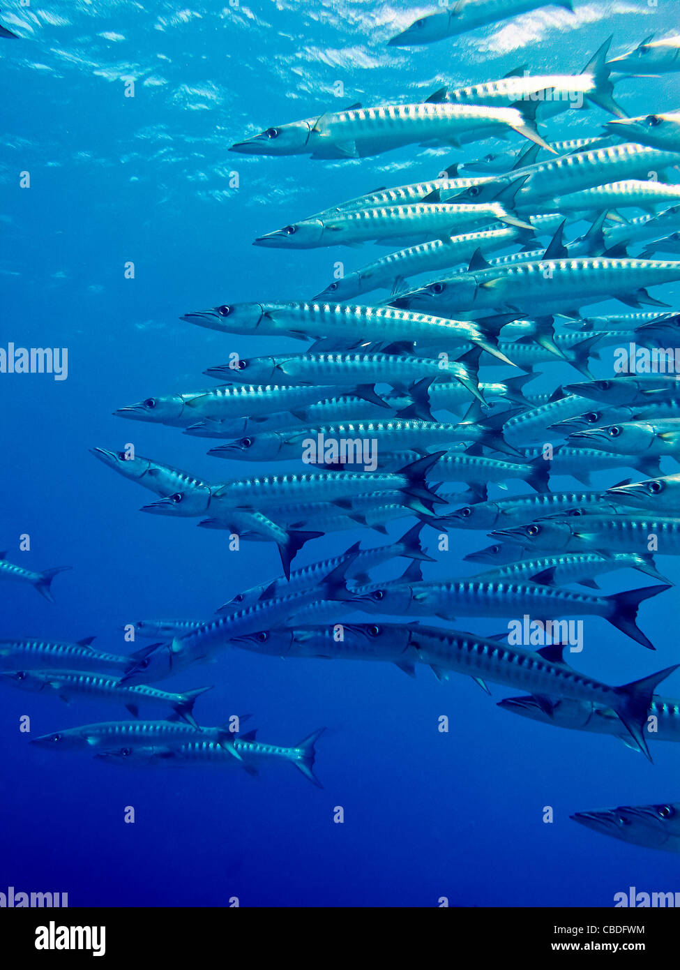 A school of large barracuda group tightly near a reef wall on Australia ...