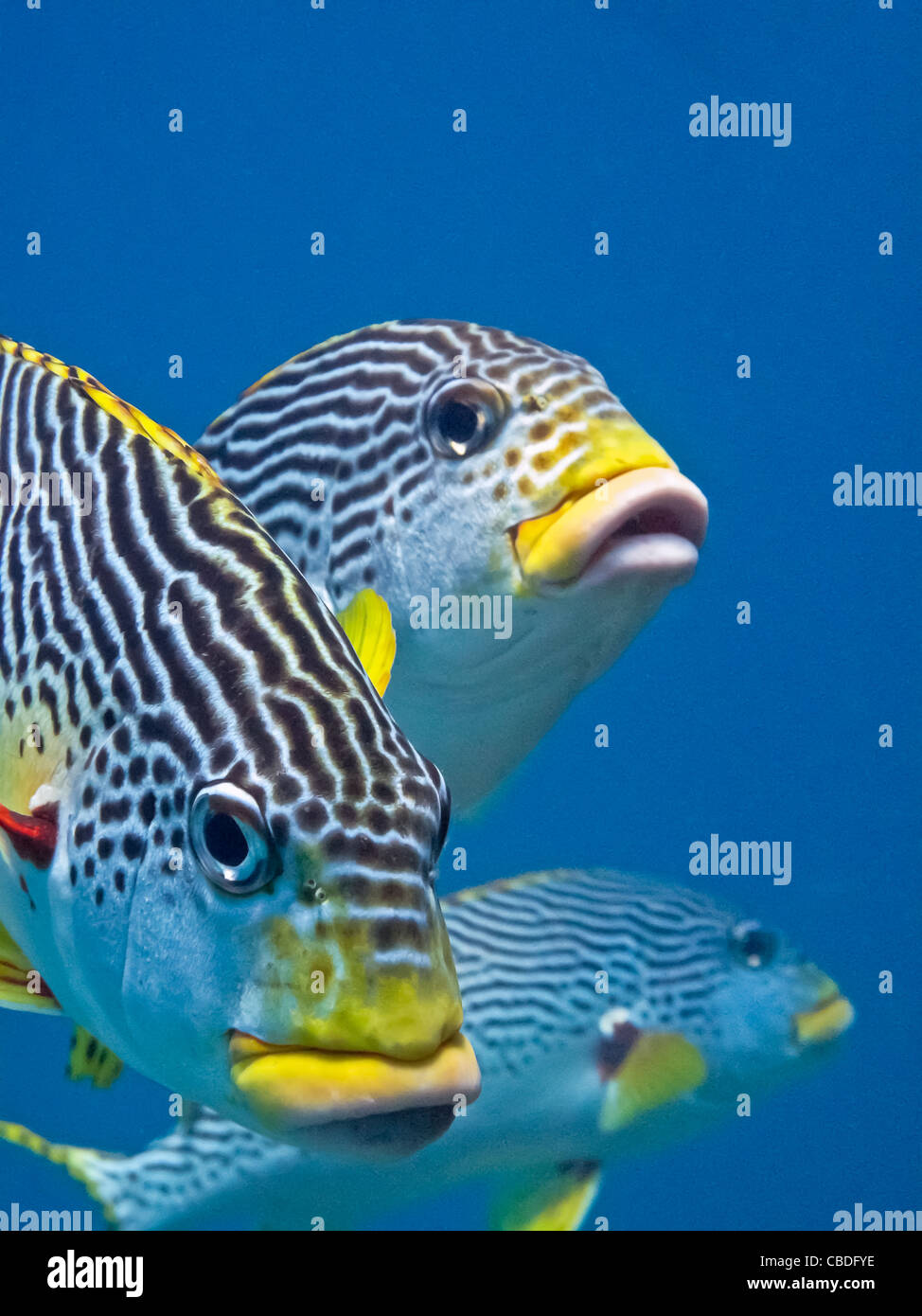 Great barrier reef fish colorful hi-res stock photography and images ...
