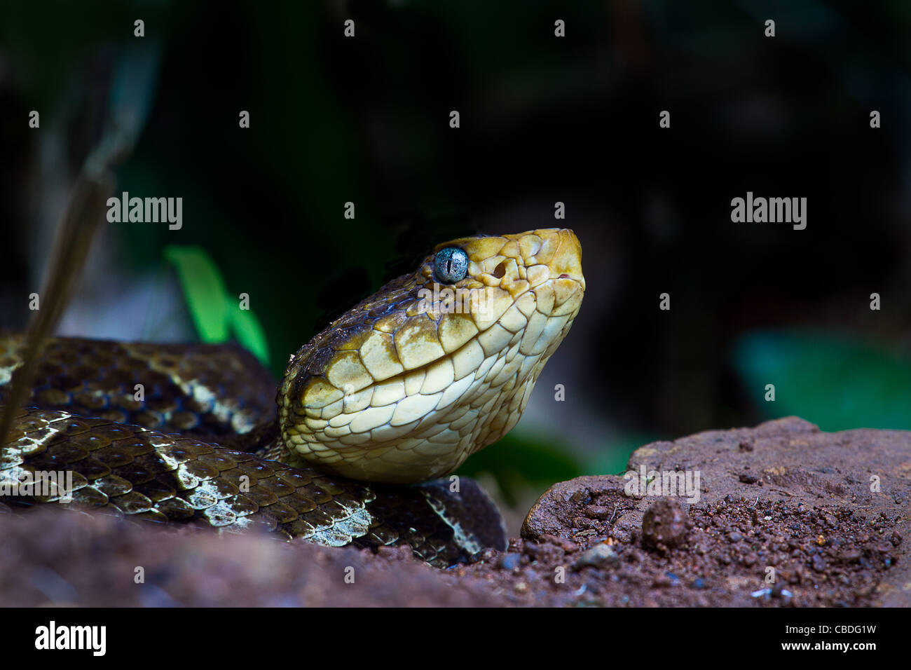 Fer De Lance Snake Necrosis