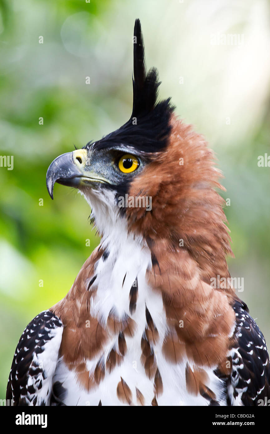 Ornate Hawk Eagle In Flight