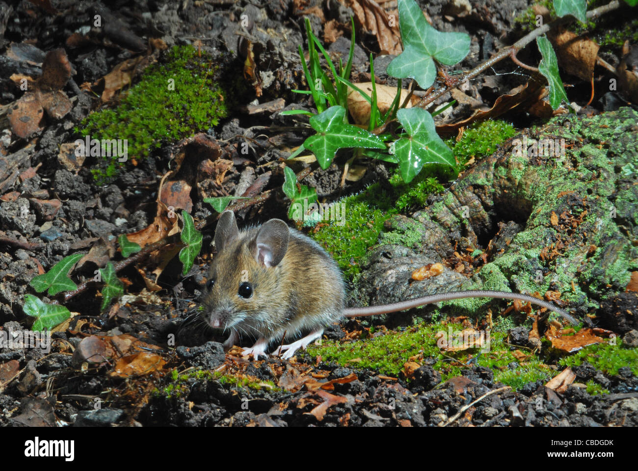 Mouse washing hi-res stock photography and images - Alamy