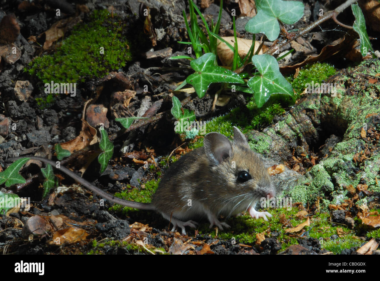 Mouse washing hi-res stock photography and images - Alamy