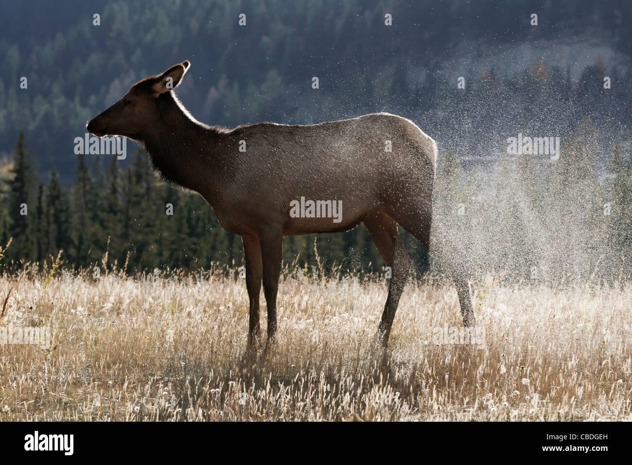 A female, cow Elk shaking the water from her coat having just crossed ...