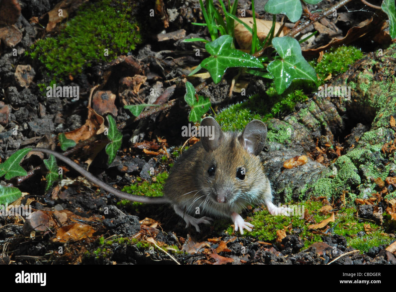 Mouse washing hi-res stock photography and images - Alamy