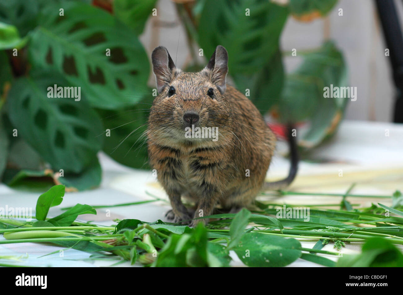 Degu. (Octodon degus Stock Photo - Alamy