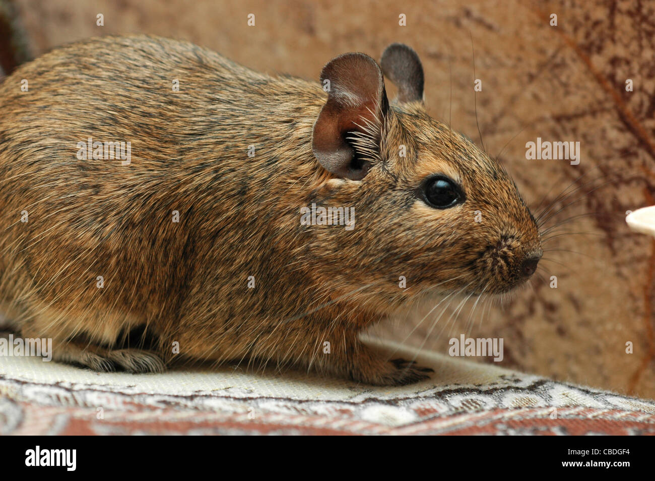 Common degu hi-res stock photography and images - Alamy