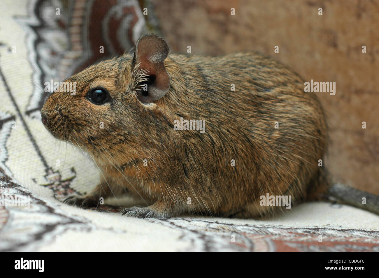 Common Degu Stock Photos & Common Degu Stock Images - Alamy