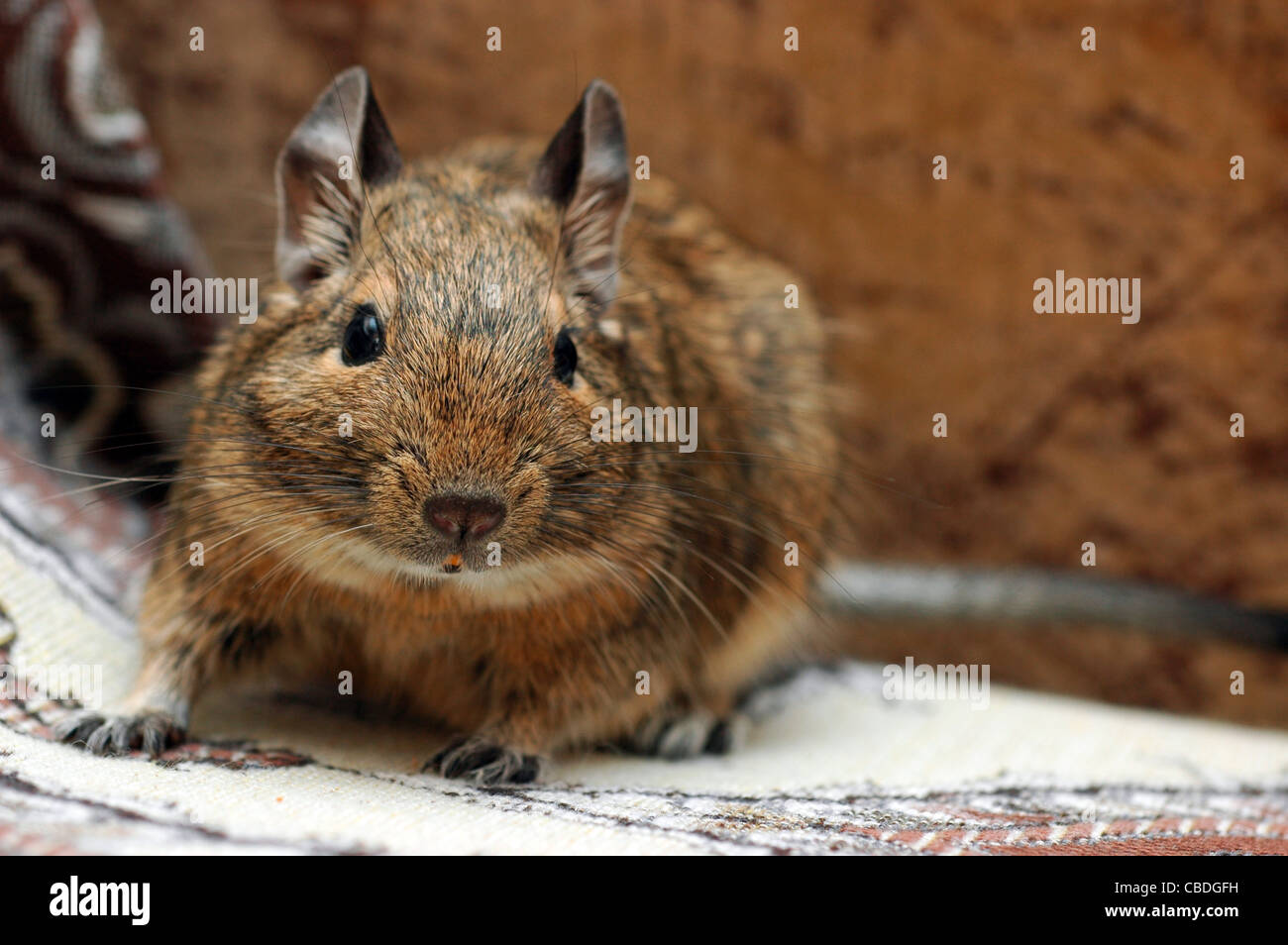 Common degu hi-res stock photography and images - Alamy