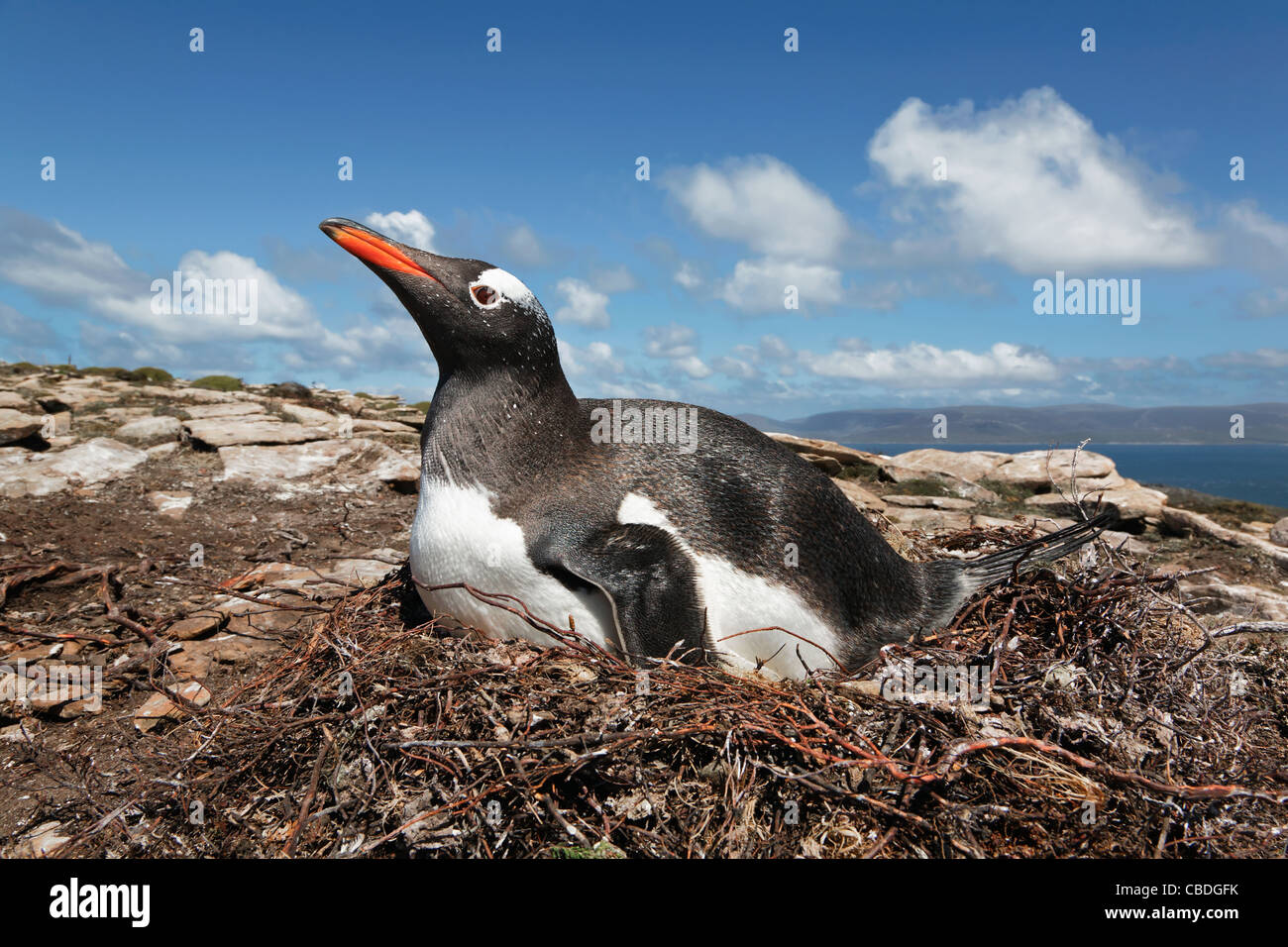 An adult Gentoo Penguin sat on nest brooding eggs - Carcass Island ...